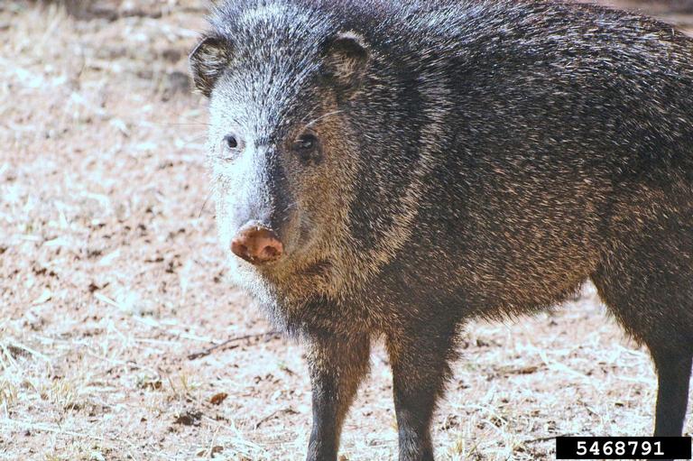 collared peccary (Pecari tajacu)