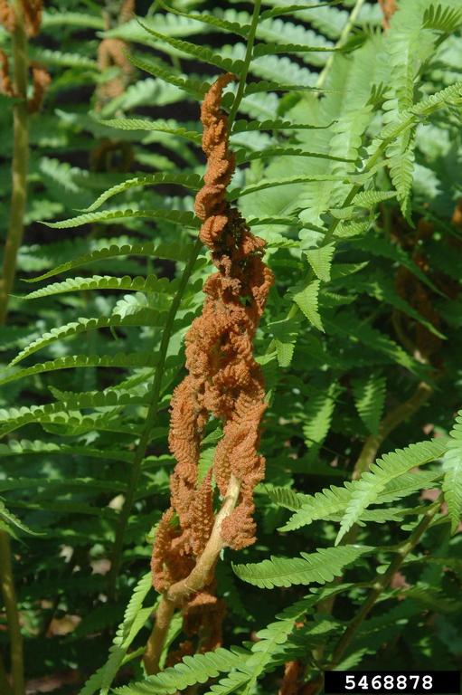 cinnamon fern (Osmundastrum cinnamomeum (L.) C. Presl)