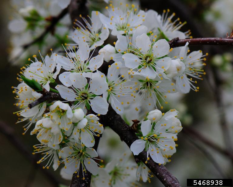 American plum (Prunus americana Marsh.)