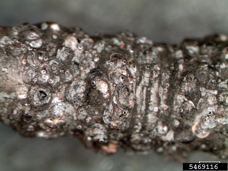 gloomy scale (Melanaspis tenebricosa (Comstock))