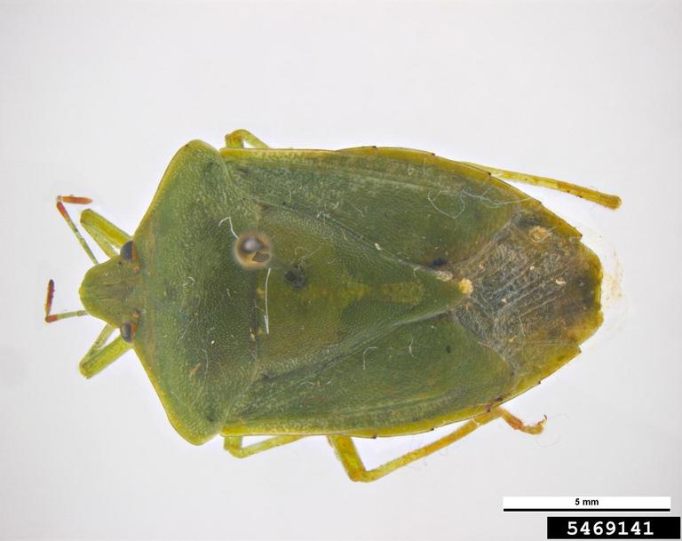 southern green stink bug (Nezara viridula)
