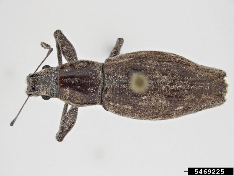 fruit tree weevil (Naupactus xanthographus Germar, 1824)