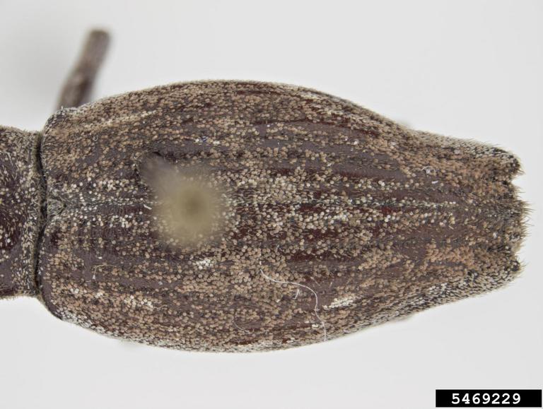 fruit tree weevil (Naupactus xanthographus)