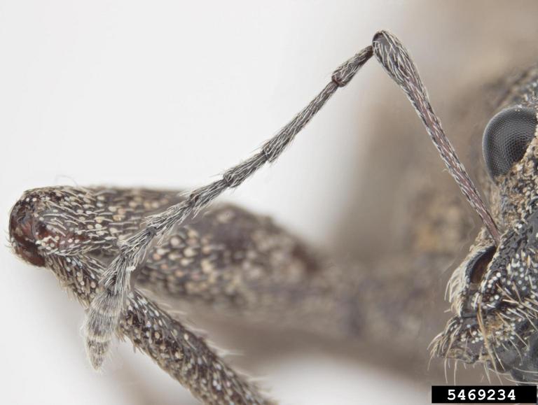 fruit tree weevil (Naupactus xanthographus Germar, 1824)