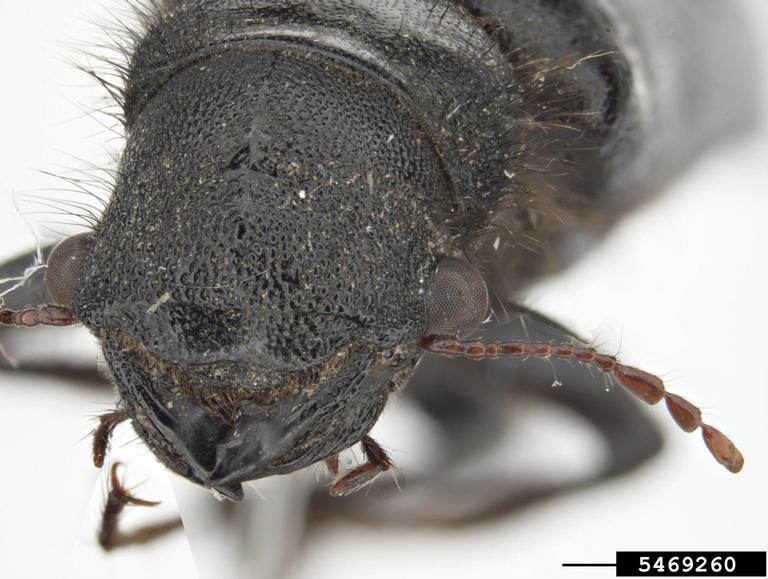 powderpost beetle (Polycaon chilensis)