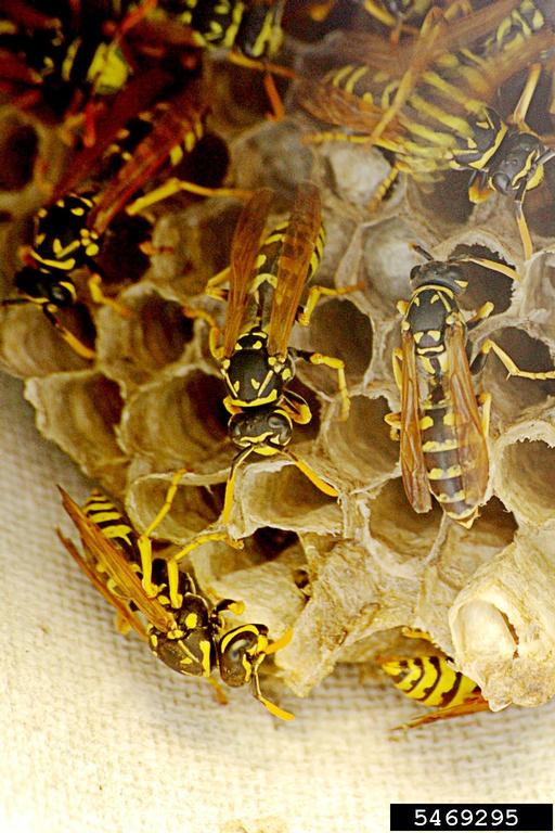 European paper wasp (Polistes dominula (Christ))