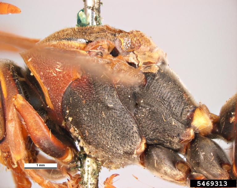 common paper wasp (Polistes humilis (Fabricius, 1781))