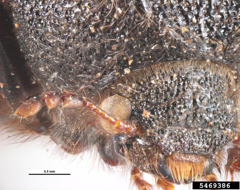 Capuchin beetle (Bostrichus capucinus (Linnaeus, 1758))