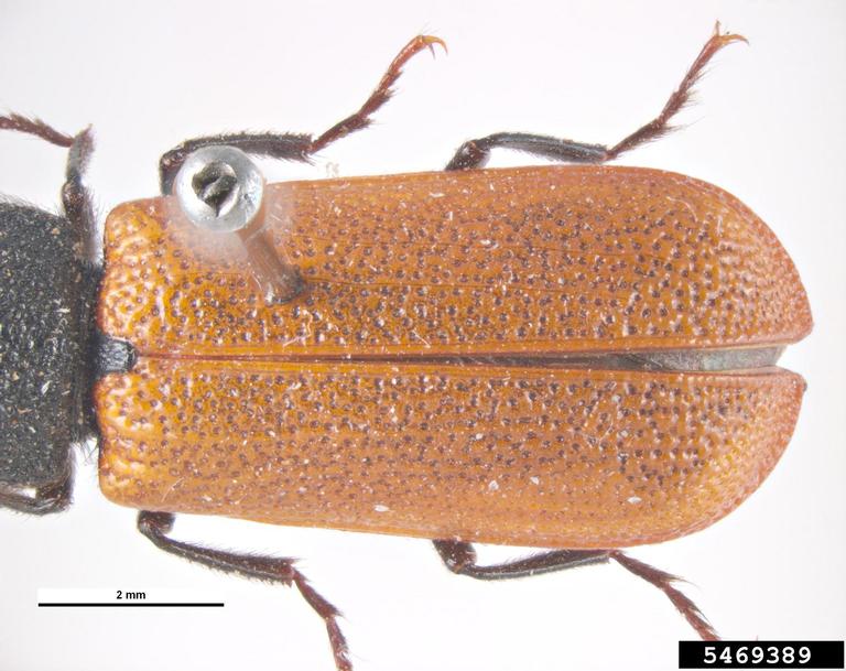 Capuchin beetle (Bostrichus capucinus (Linnaeus, 1758))