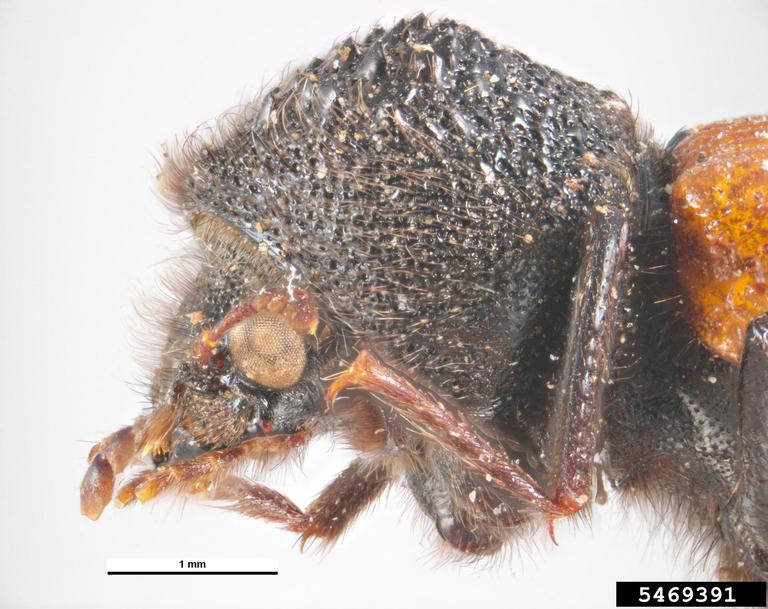 Capuchin beetle (Bostrichus capucinus (Linnaeus, 1758))