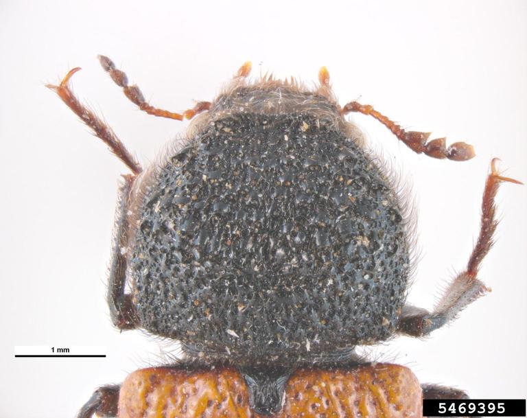 Capuchin beetle (Bostrichus capucinus (Linnaeus, 1758))