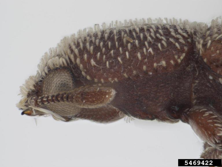 powderpost beetle (Minthea squamigera Pascoe, 1866)