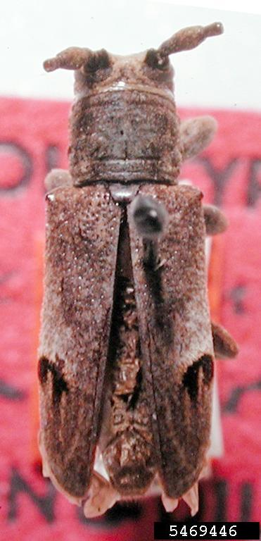 twig girdler (Trestonia pulcherrima Dillon and Dillon, 194)
