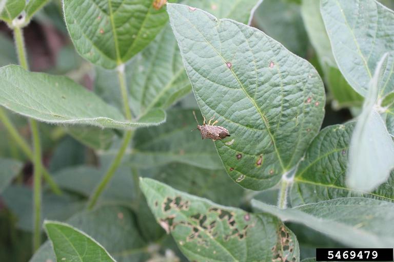 spined soldier bug (Podisus maculiventris (Say))
