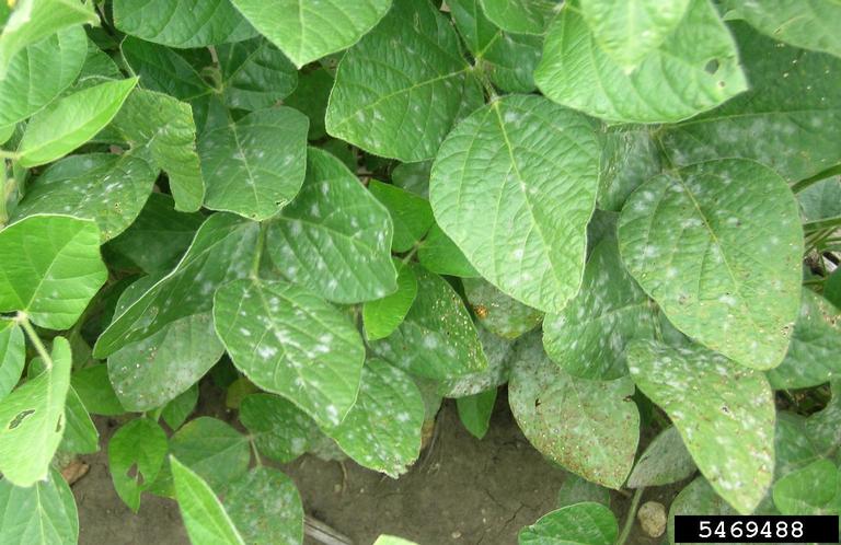 powdery mildew (Erysiphe diffusa (Cooke & Peck) U. Braun & S. Takam.)