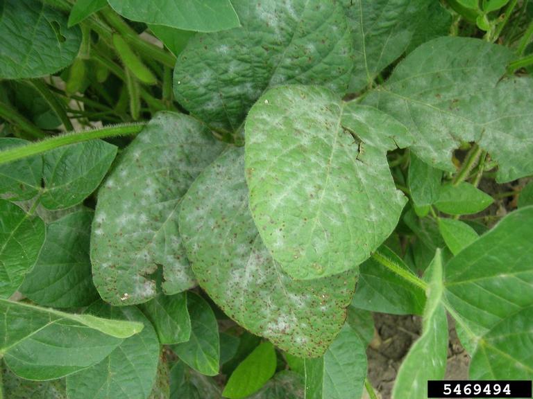 powdery mildew (Erysiphe diffusa (Cooke & Peck) U. Braun & S. Takam.)
