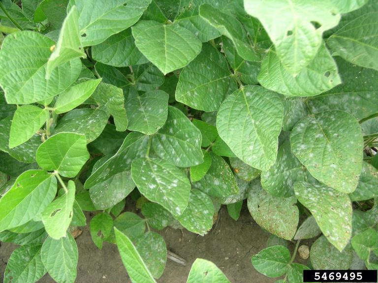 powdery mildew (Erysiphe diffusa (Cooke & Peck) U. Braun & S. Takam.)