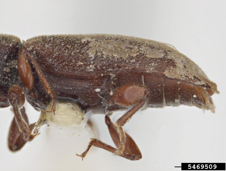 powderpost beetle (Trogoxylon punctatum LeConte, 1866)