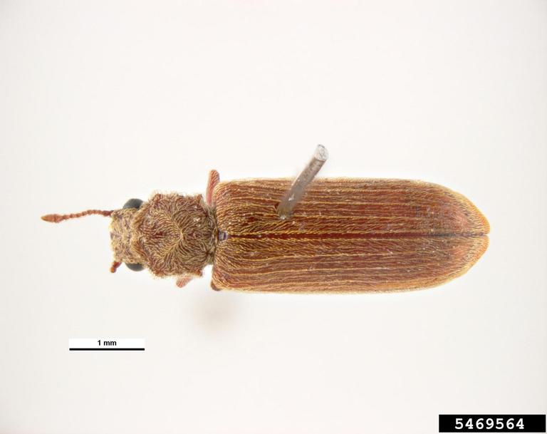 powderpost beetle (Lyctus simplex Reitter, 1879)
