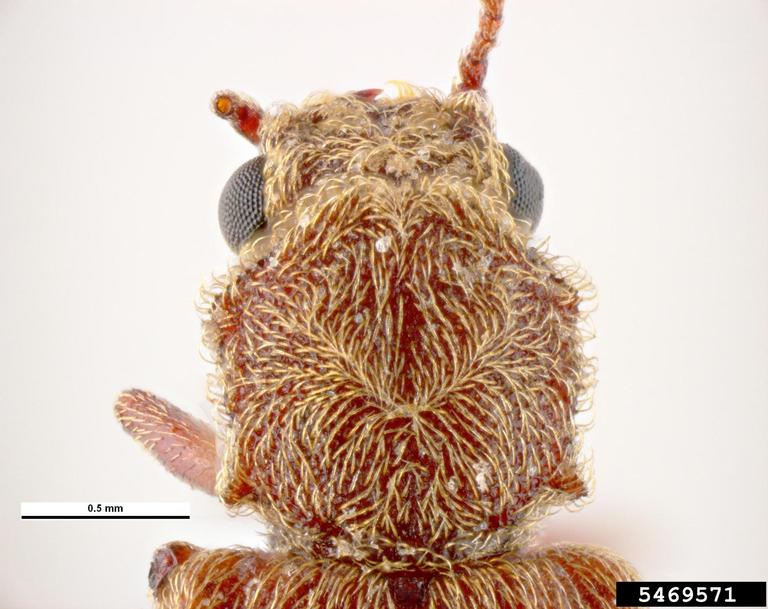 powderpost beetle (Lyctus simplex Reitter, 1879)