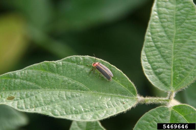 fireflies (Genus Photinus Laporte 1833)