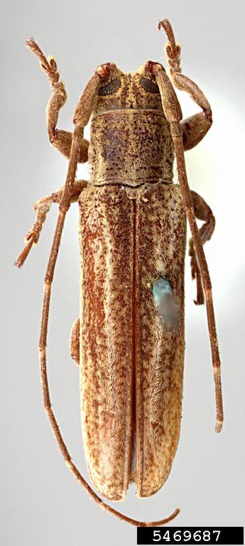 twig girdler (Cacostola simplex (Pascoe, 1859))