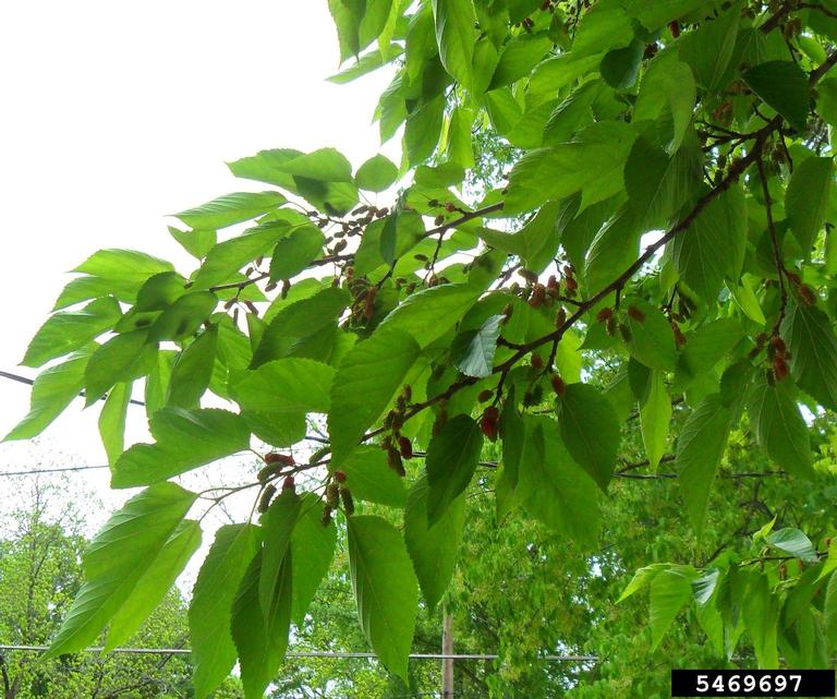 red mulberry (Morus rubra L.)
