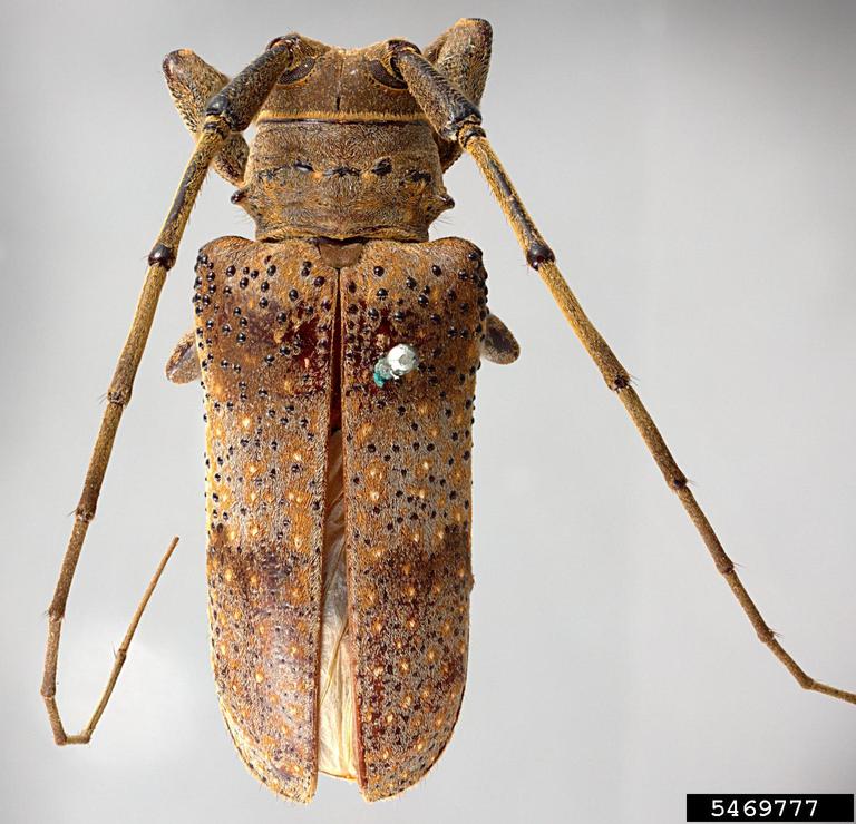 twig girdler (Oncideres ocellaris Bates, 1885)