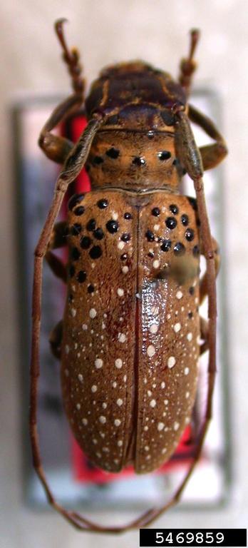 twig girdler (Oncideres wappesi Martins and Galileo, 2005)