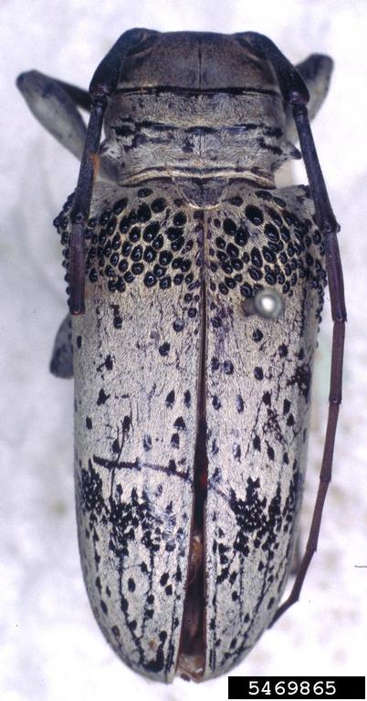 twig girdler (Oncideres cephalotes Bates, 1865)