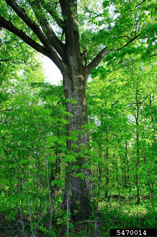 cherrybark oak (Quercus pagoda Raf.)
