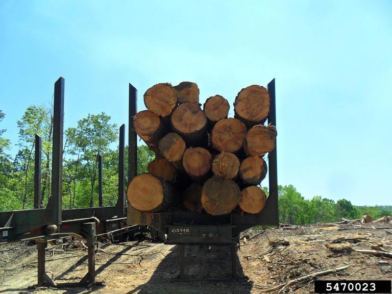 loblolly pine (Pinus taeda)