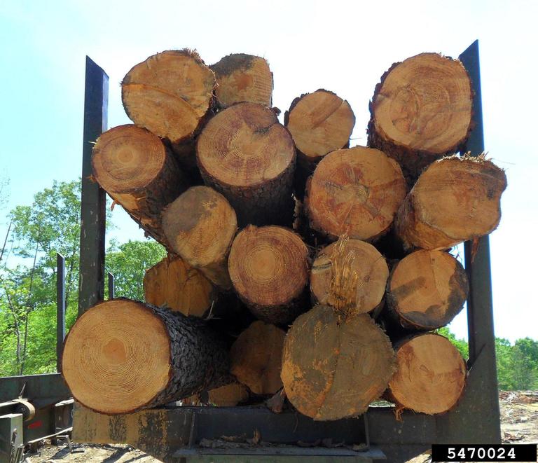 loblolly pine (Pinus taeda)