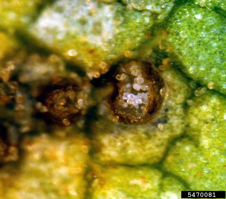 soybean rust (Phakopsora pachyrhizi Syd. & P. Syd.)