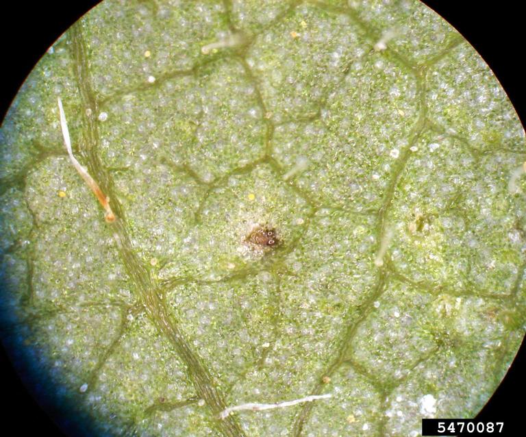 soybean rust (Phakopsora pachyrhizi Syd. & P. Syd.)