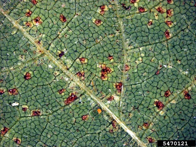 soybean rust (Phakopsora pachyrhizi Syd. & P. Syd.)