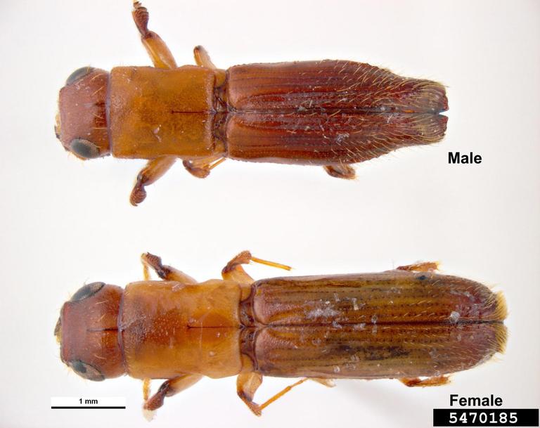 polyphagous pinhole borer (Platypus australis Chapuis, 1865)