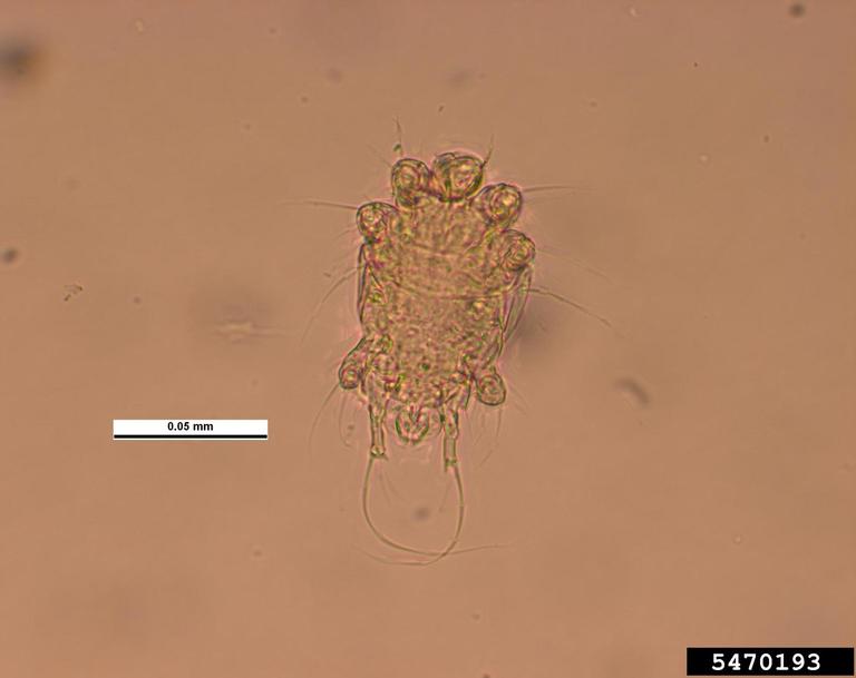 honey bee mite, Acarapis woodi (Acari: Tarsonemidae) - 5470193