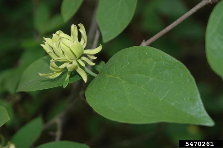 eastern sweetshrub (Calycanthus floridus L.)