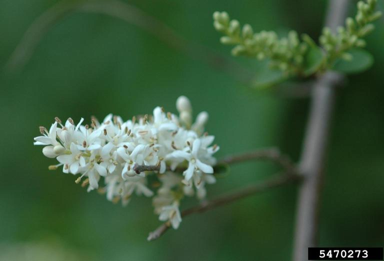 Chinese privet (Ligustrum sinense)