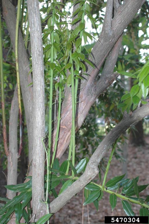 Florida hobblebush (Agarista populifolia (Lam.) Judd)