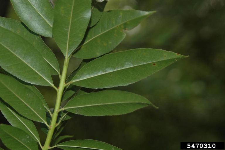 Florida hobblebush (Agarista populifolia)