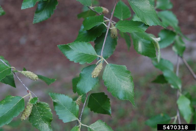 River Birch Tree Disease