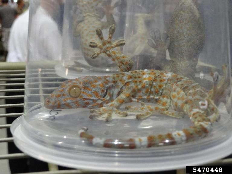 tokay gekko (Gekko gecko (Linnaeus, 1758))