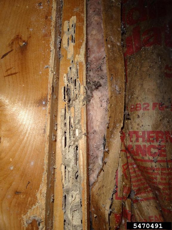 termites (Order Isoptera)