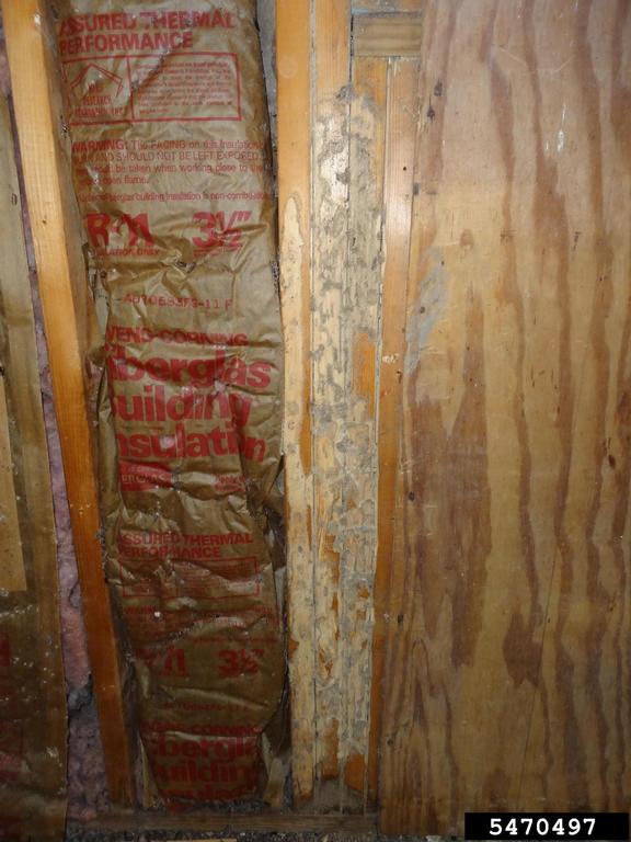 termites (Order Isoptera)