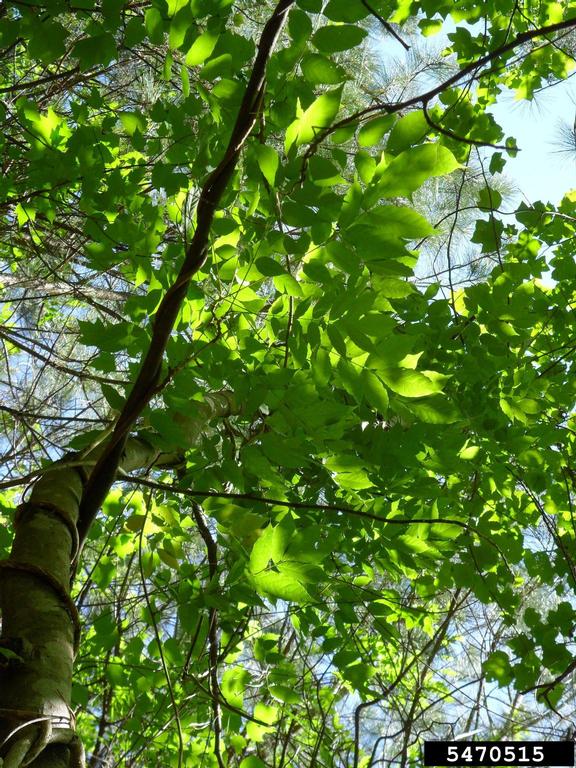 Chinese wisteria (Wisteria sinensis)