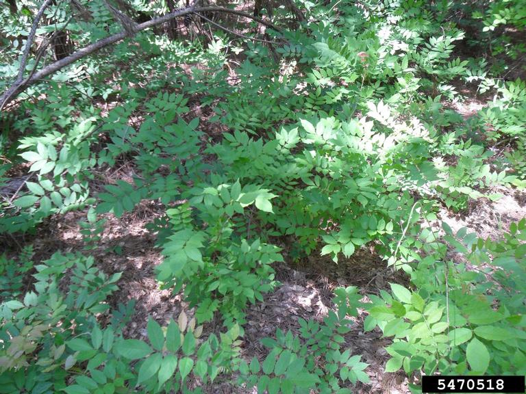 Chinese wisteria (Wisteria sinensis)