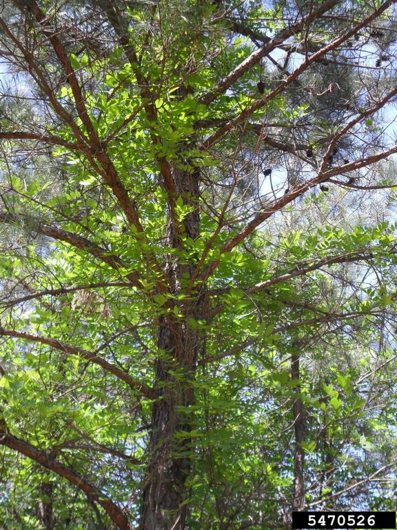 Chinese wisteria (Wisteria sinensis)