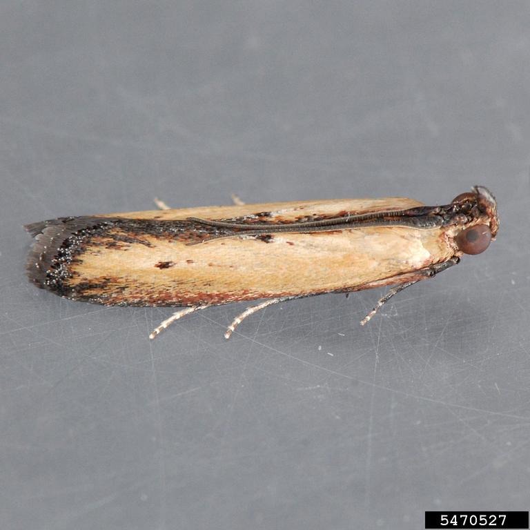 lesser cornstalk borer (Elasmopalpus lignosellus (Zeller))